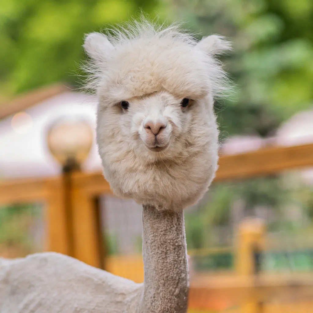alpaca