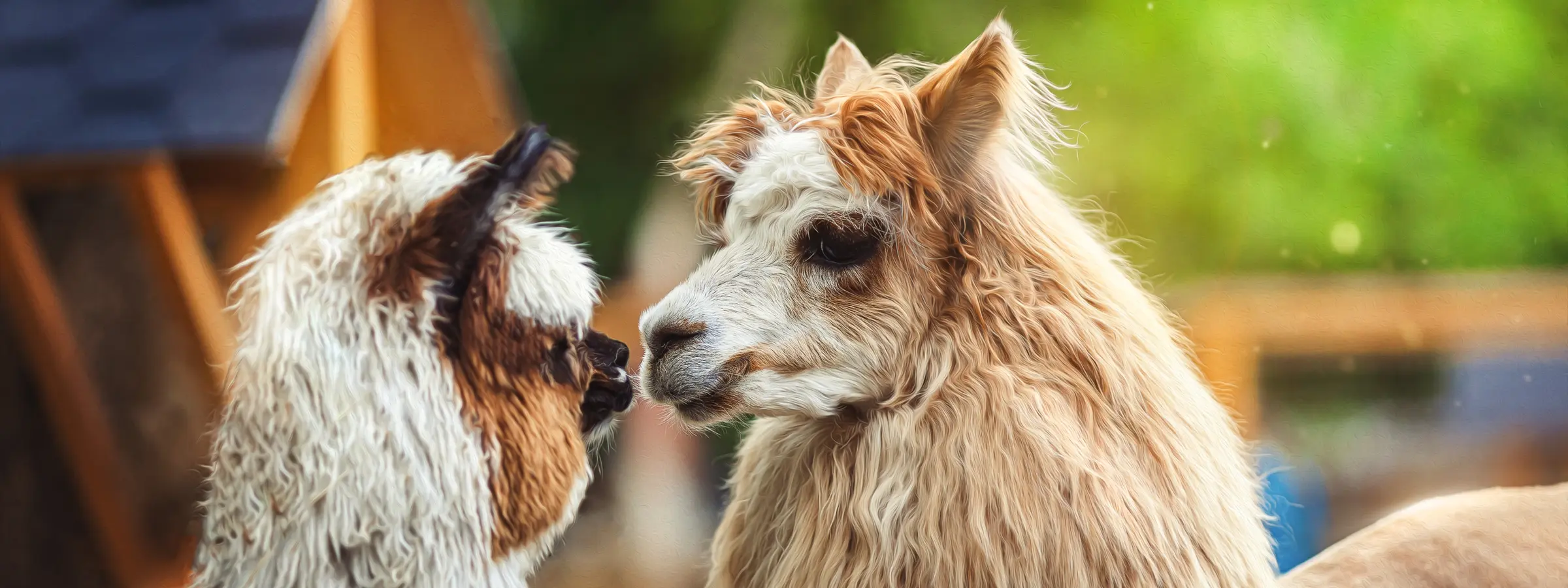 Alpaca Park | About us