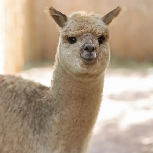 Alpaca Park | Наши альпака