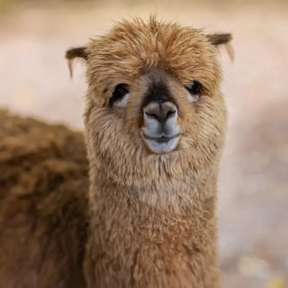 Alpaca Park | Наши альпака