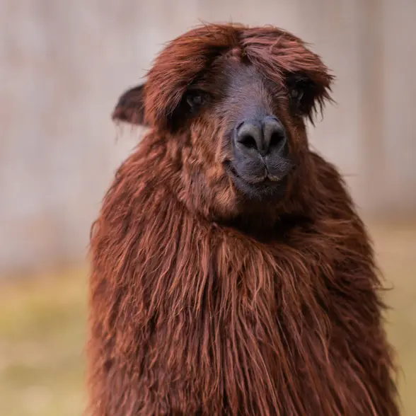 Наши альпака - Alpaca Park