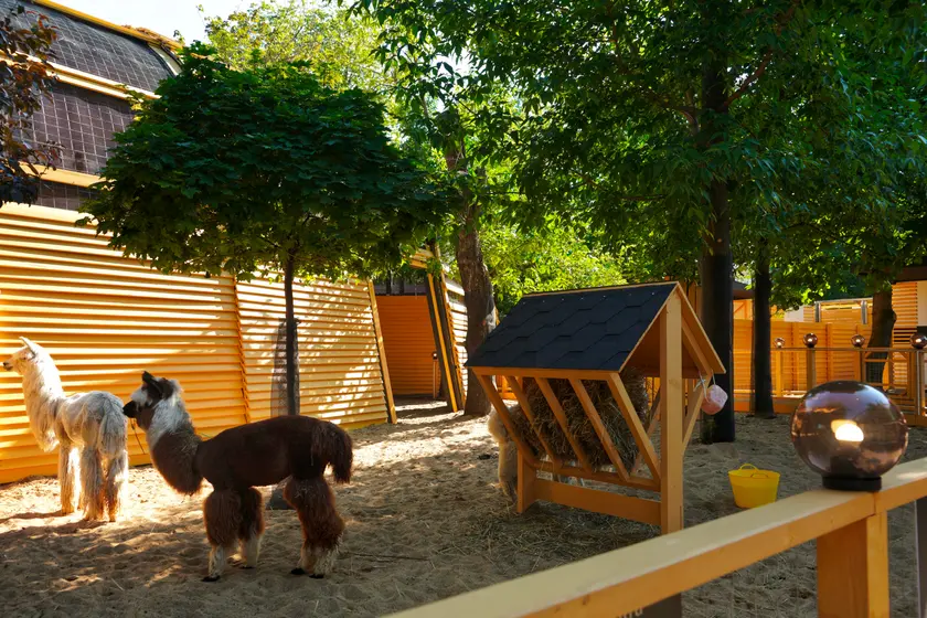Alpaca Park | Альпака Парк в Московском зоопарке